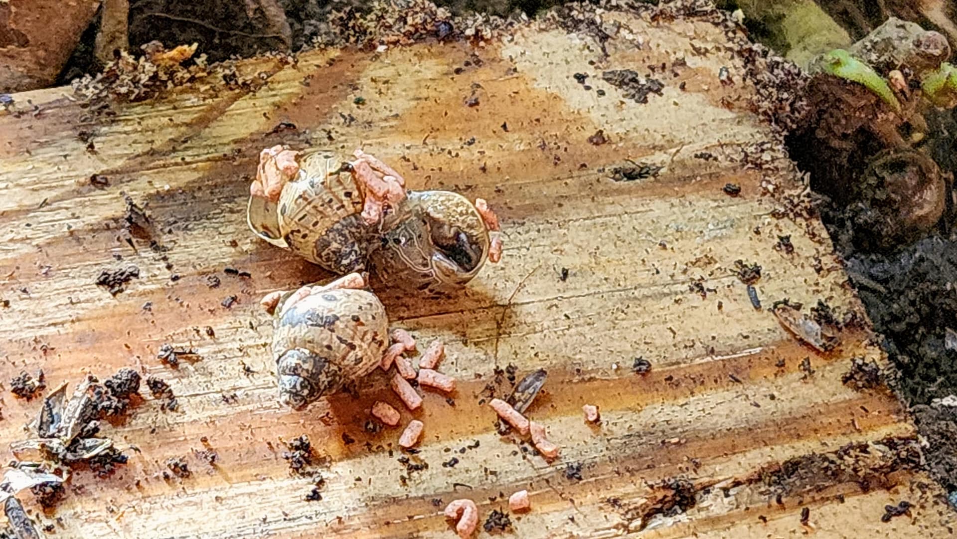Pengendalian hama siput dan keong - Green Beginning